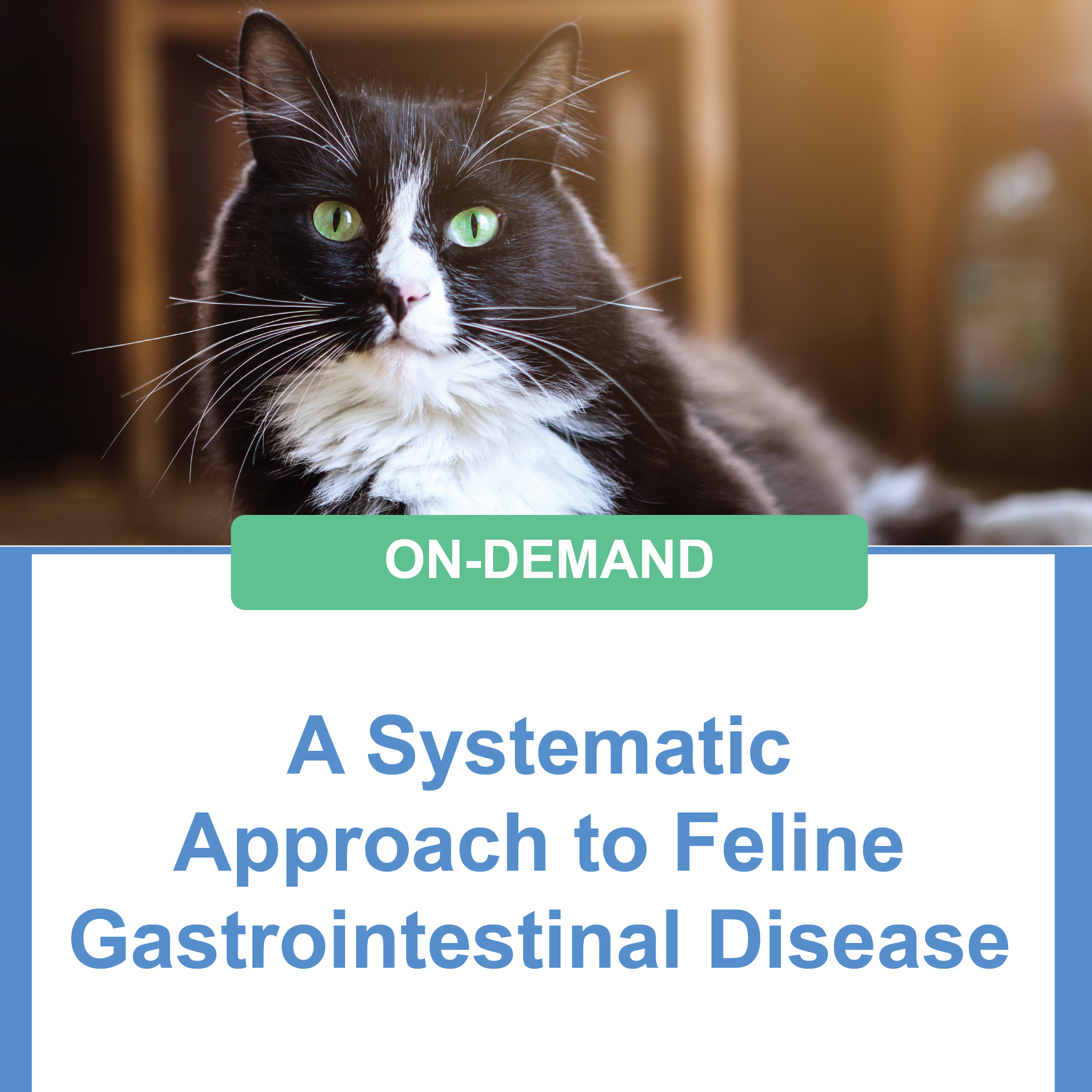 [Webinar] A Systematic Approach to Feline Gastrointestinal Disease